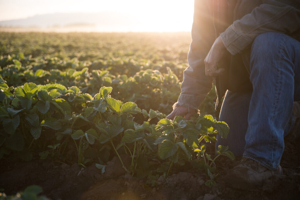 Sakuma Bros. Farms: #GSVMemberMonday Feature - Genuine Skagit Valley